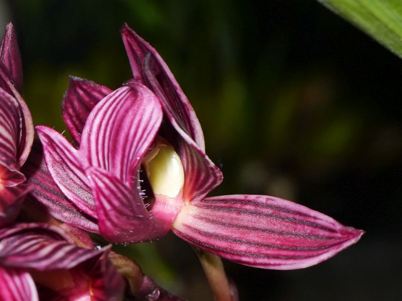 Mormodes sinuata care and culture | Travaldo's blog