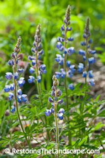 Restoring The Landscape With Native Plants: Wild Lupine Insect Visitors