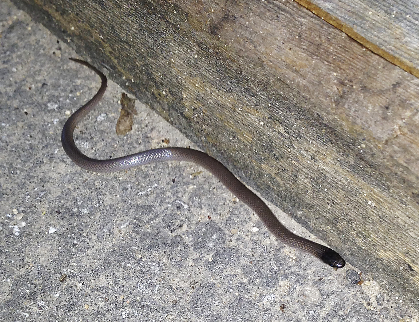 Edward Plumer: Small Black-Headed Snake