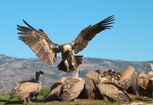 EL CAJON DE LOS CONOCIMIENTOS: CARROÑA