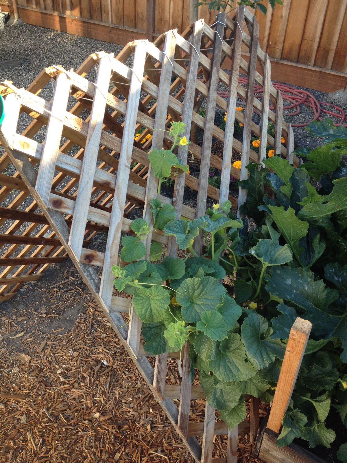 Morrison Victory Garden: Pyramid support for vertical gardening