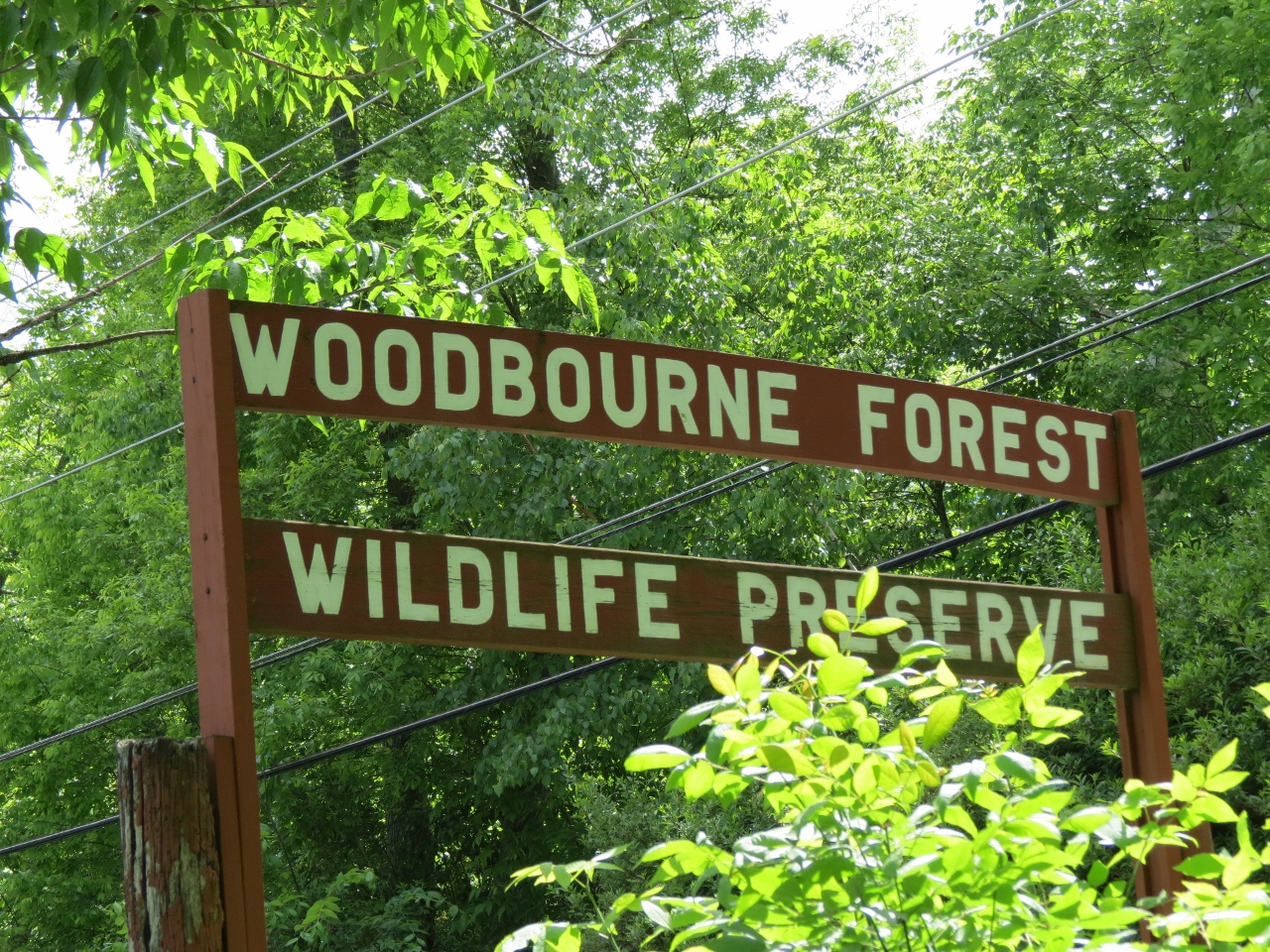Gone Hikin': Woodbourne Forest and Wildlife Preserve, PA