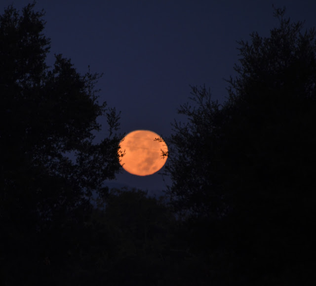 Orange Moon