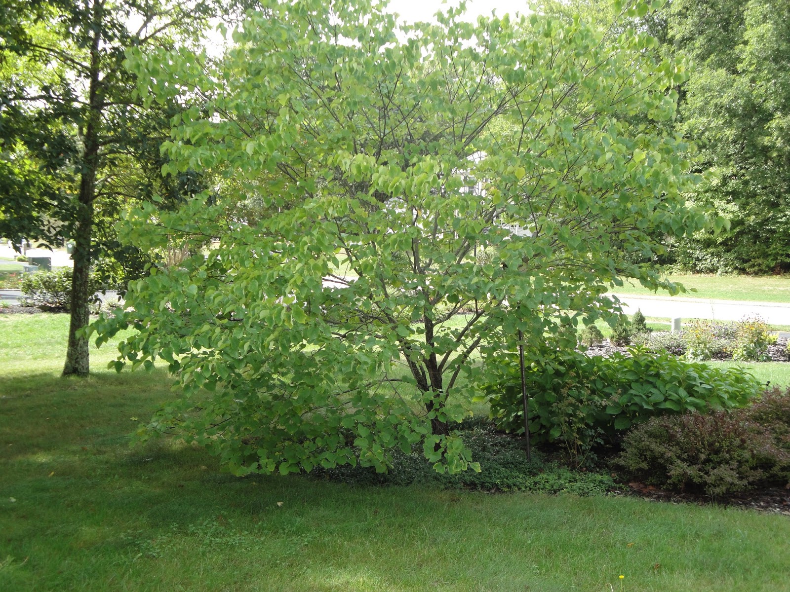 The Pringle Plan: Dogwood Tree Provides a Touch of Christmas in Fall