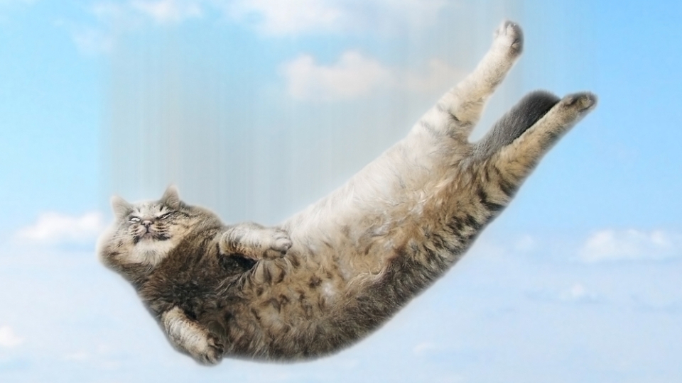 White Wolf : Why cats can survive falls that would kill any other ...