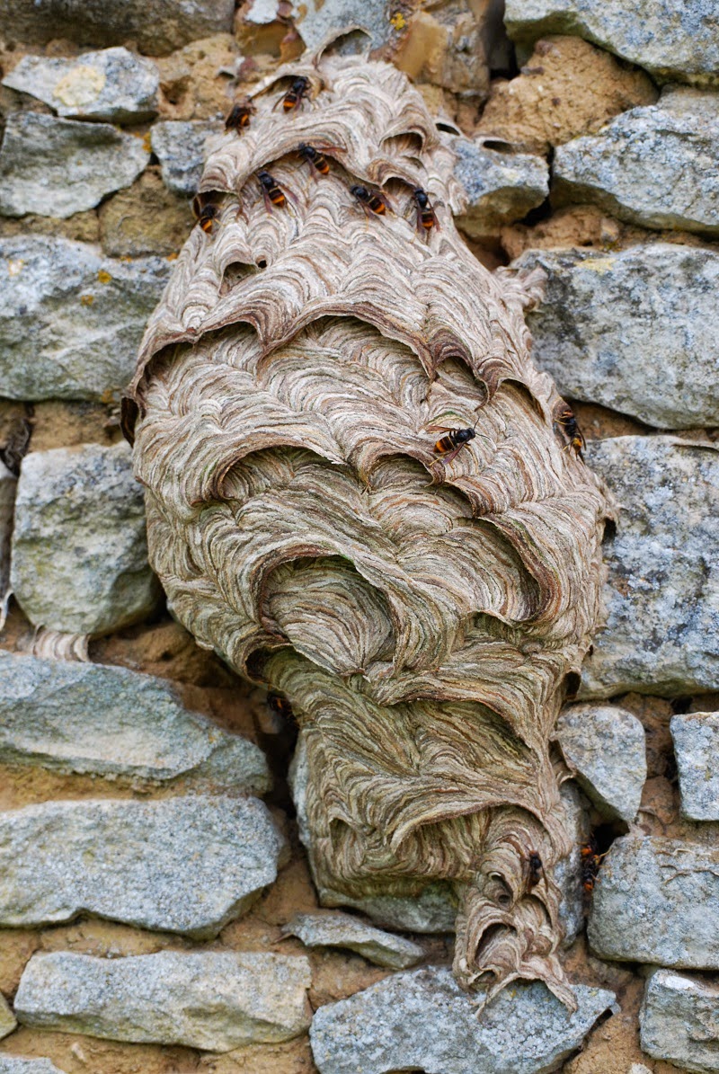 French wildlife and beekeeping: Asian Hornet nest in a stone barn wall.