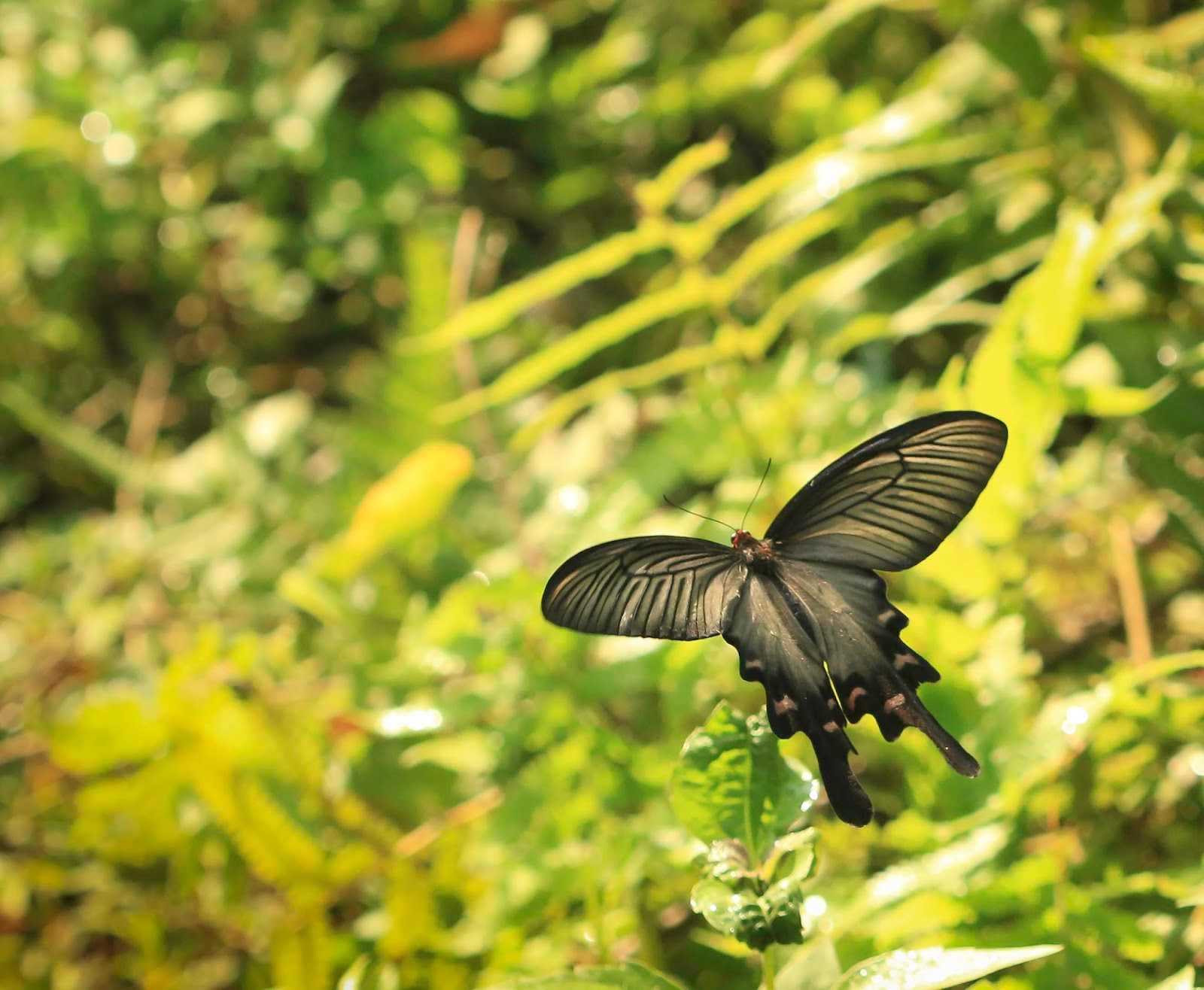 Butterflies of Vietnam: 115. Byasa confusus mansonensis (The Chinese ...