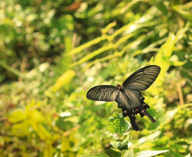 Butterflies of Vietnam: 115. Byasa confusus mansonensis (The Chinese ...