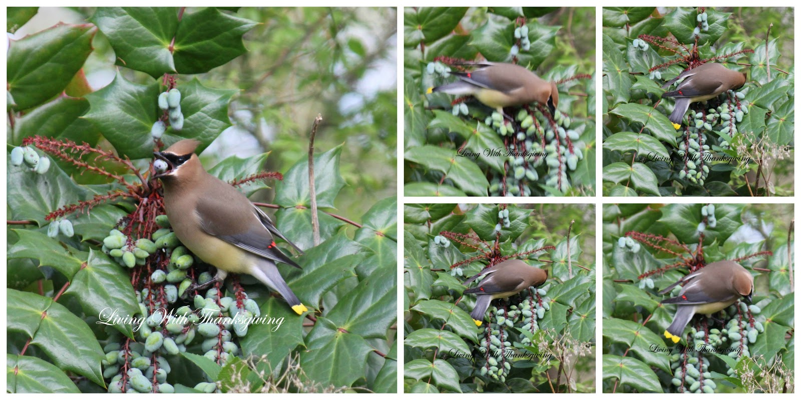 Cedar Wax Wings Living With Thanksgiving