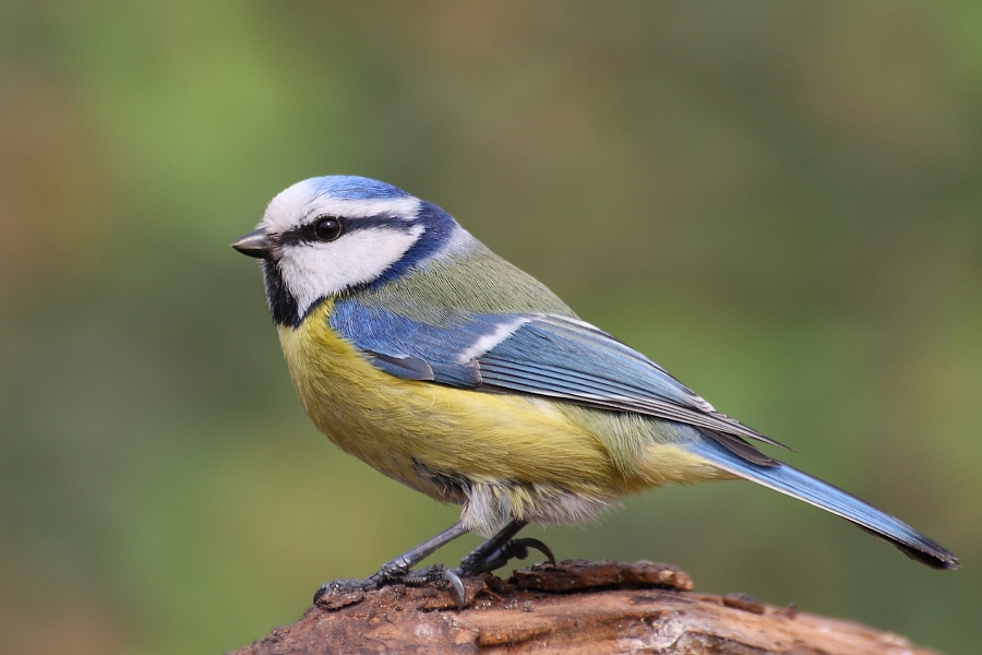 Pracownia Cherry: Blue tit - Modraszka zwyczajna #1