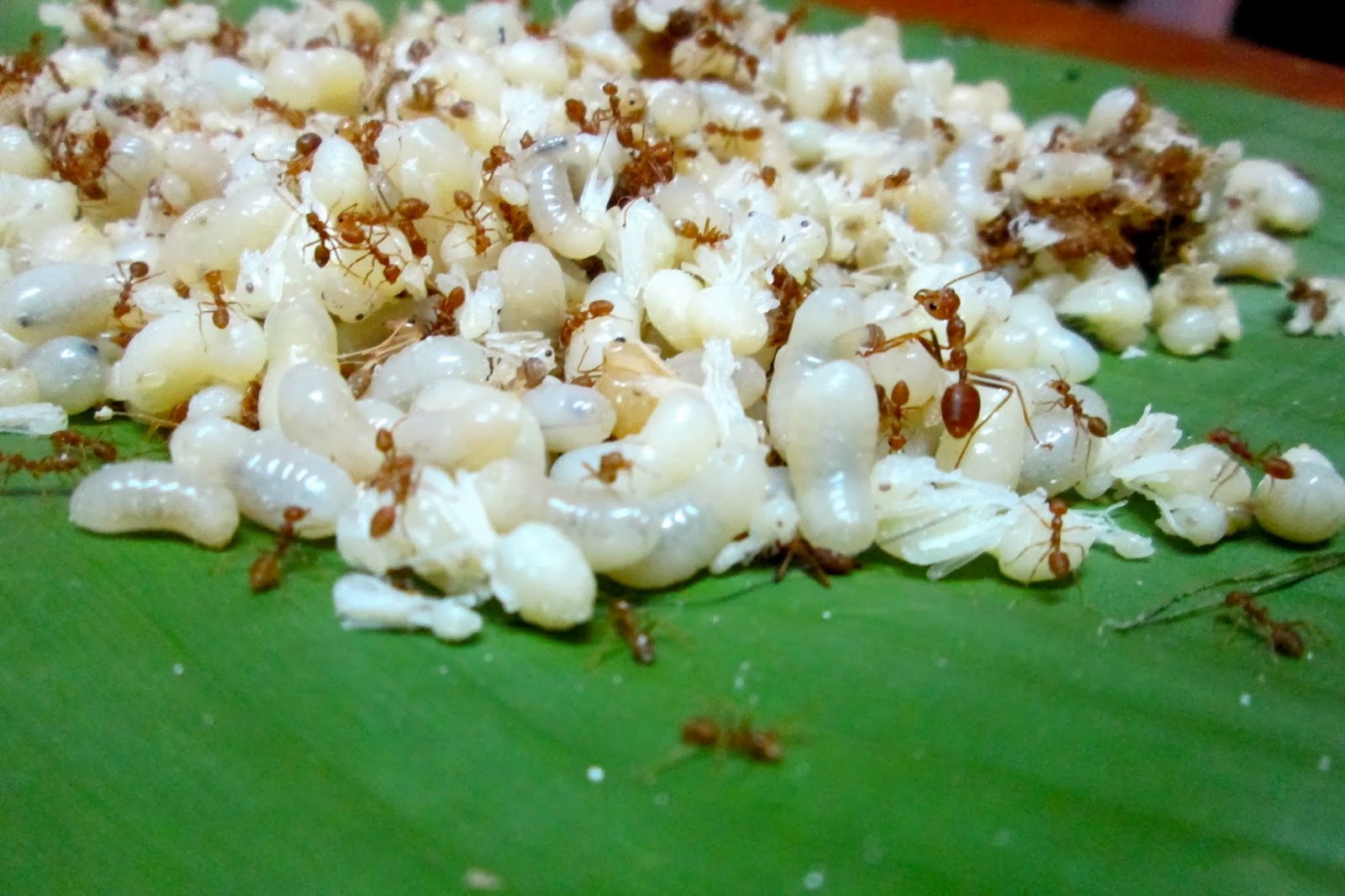 So Little Thai, So Much To Do: Ahaan Thai: Red Ant Eggs