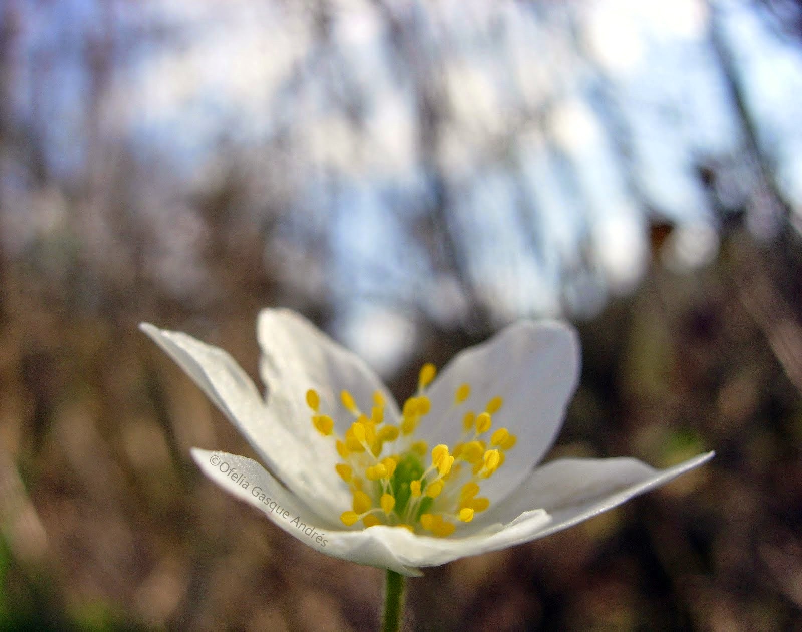 Mineral Vegetal: agosto 2010
