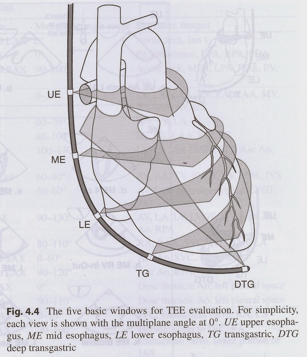Pedi Cardiology Tee Probe Position Terminology
