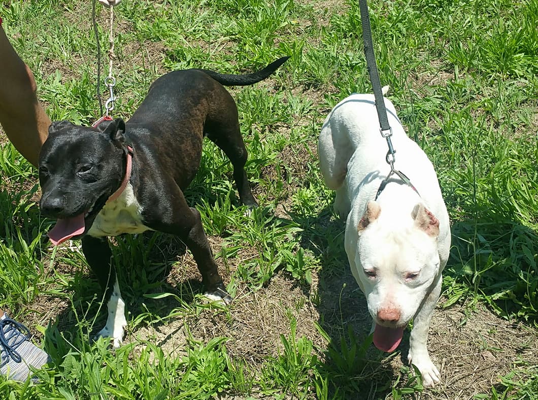 Un Pit Bull Per Amico: ADOTTATI!!! TOMMASO e LARA - Pit Bull maschio e ...