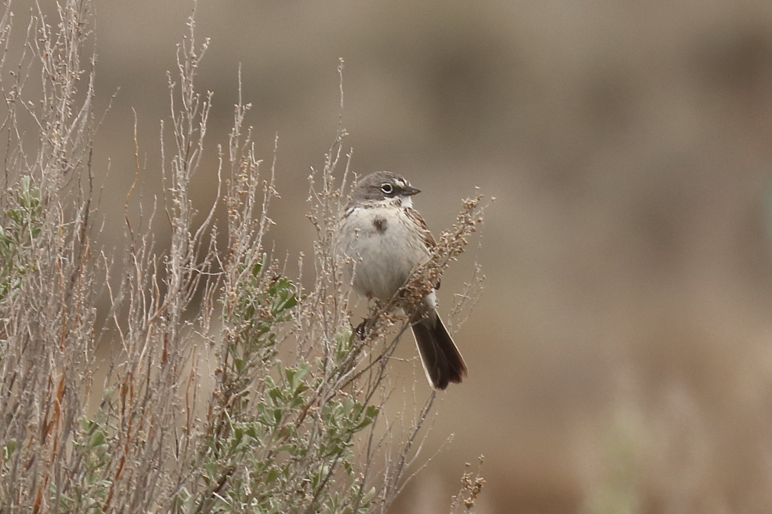 Northeast Washington Birders: Is Your Eye on the Sparrow(s)?