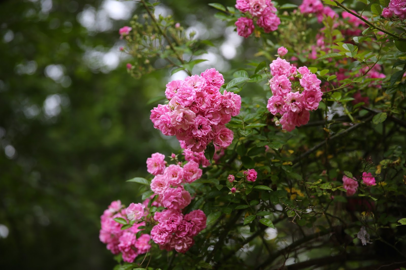Sweet Southern Days: Pretty Spring Days