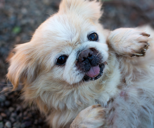 Shelter Dogs of Portland: "BRIE" loveable senior Pekingese mix