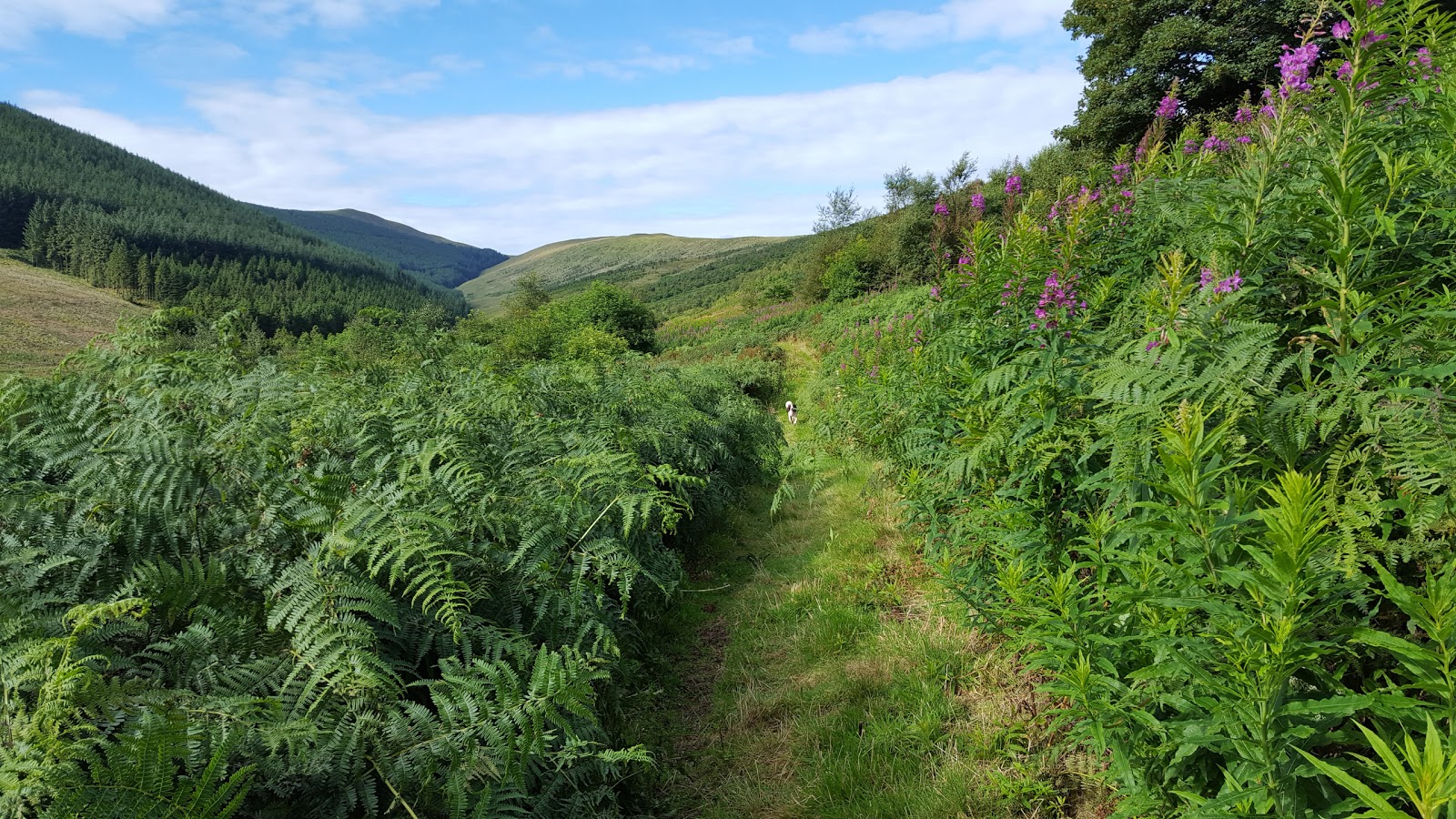 Neil's Hillwalking Exploits: Ben Shee (Ochils)