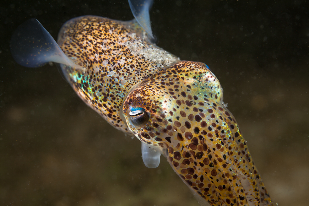 Mick's marine biology: Sepiola atlantica: cute cuttlefish