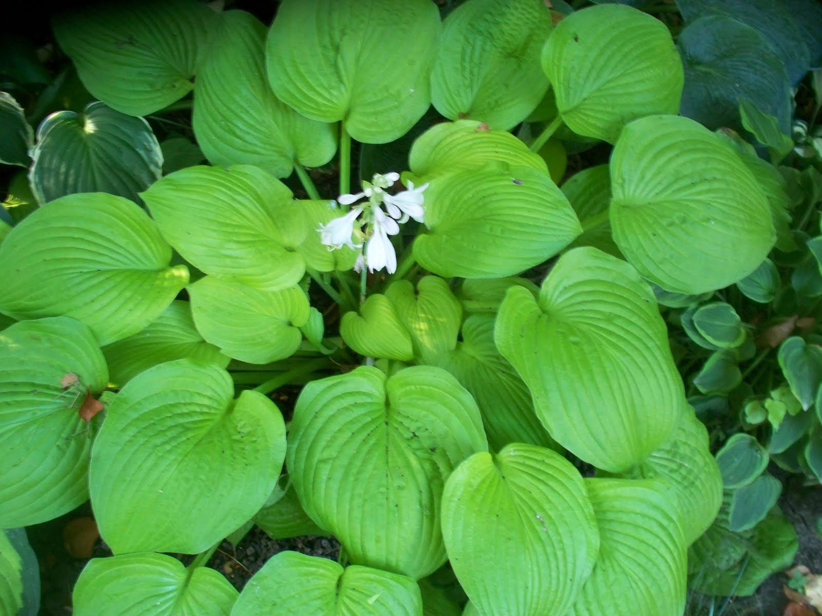 Garden Beauty: Hostas, A Lily Like Plant
