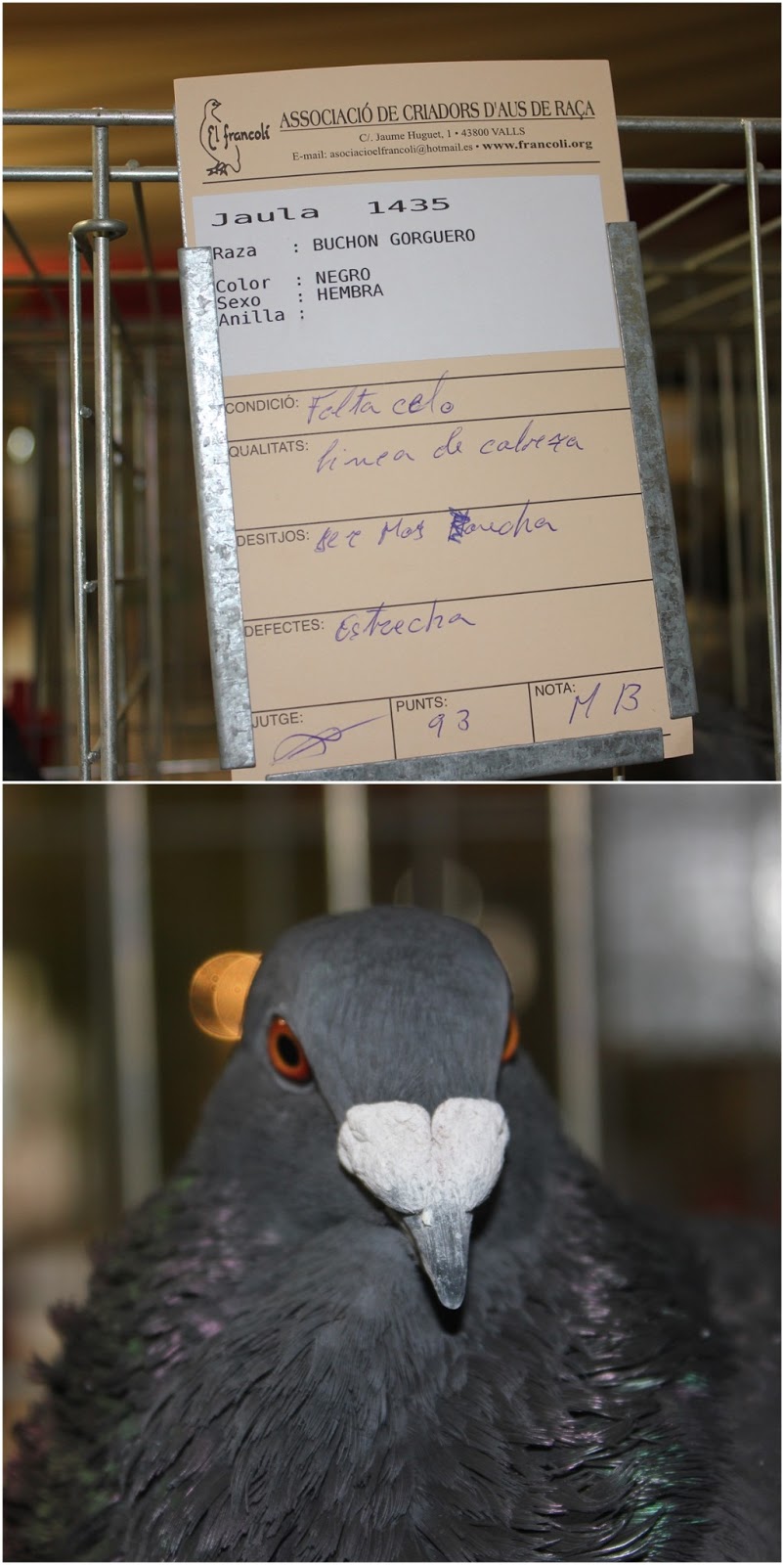 Mis amigas las palomas: Fotos palomas de raza