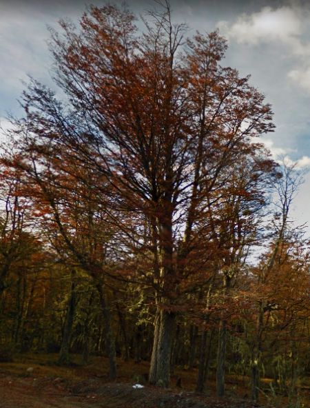 Future Plants by Randy Stewart: Robles and Antarctic Beech