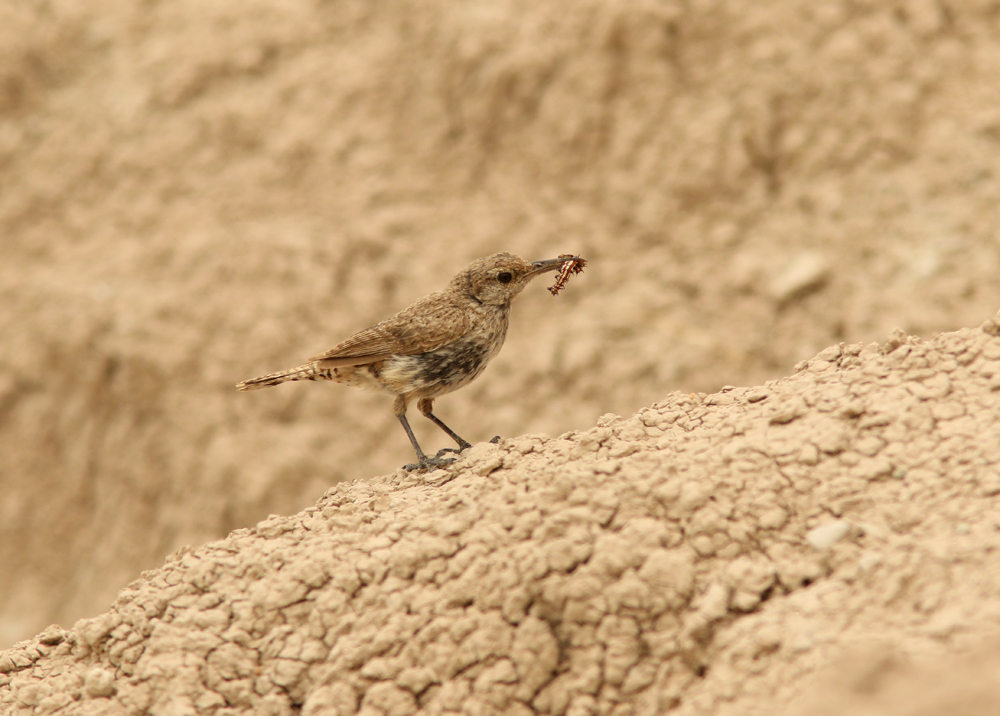 Birding Berrien and Beyond: Badlands Birds