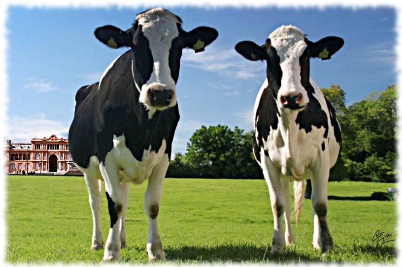 CHIRRIDOS: LAS VACAS, RESPONSABLES DEL CAMBIO CLIMÁTICO