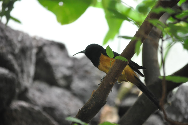ZOOTOGRAFIANDO (6.100 ANIMALS): TURPIAL DE MONTSERRAT / MONTSERRAT ...