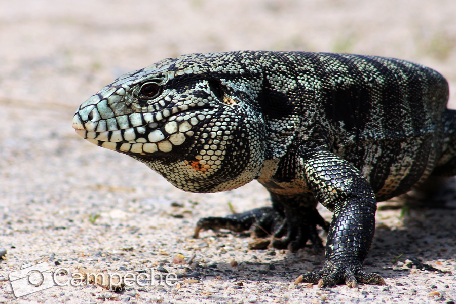 Lagarto Teiú - Campeche Fatos e Fotos