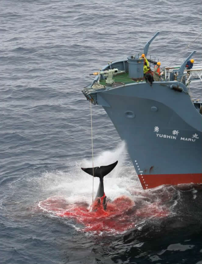 Water World: Whaling