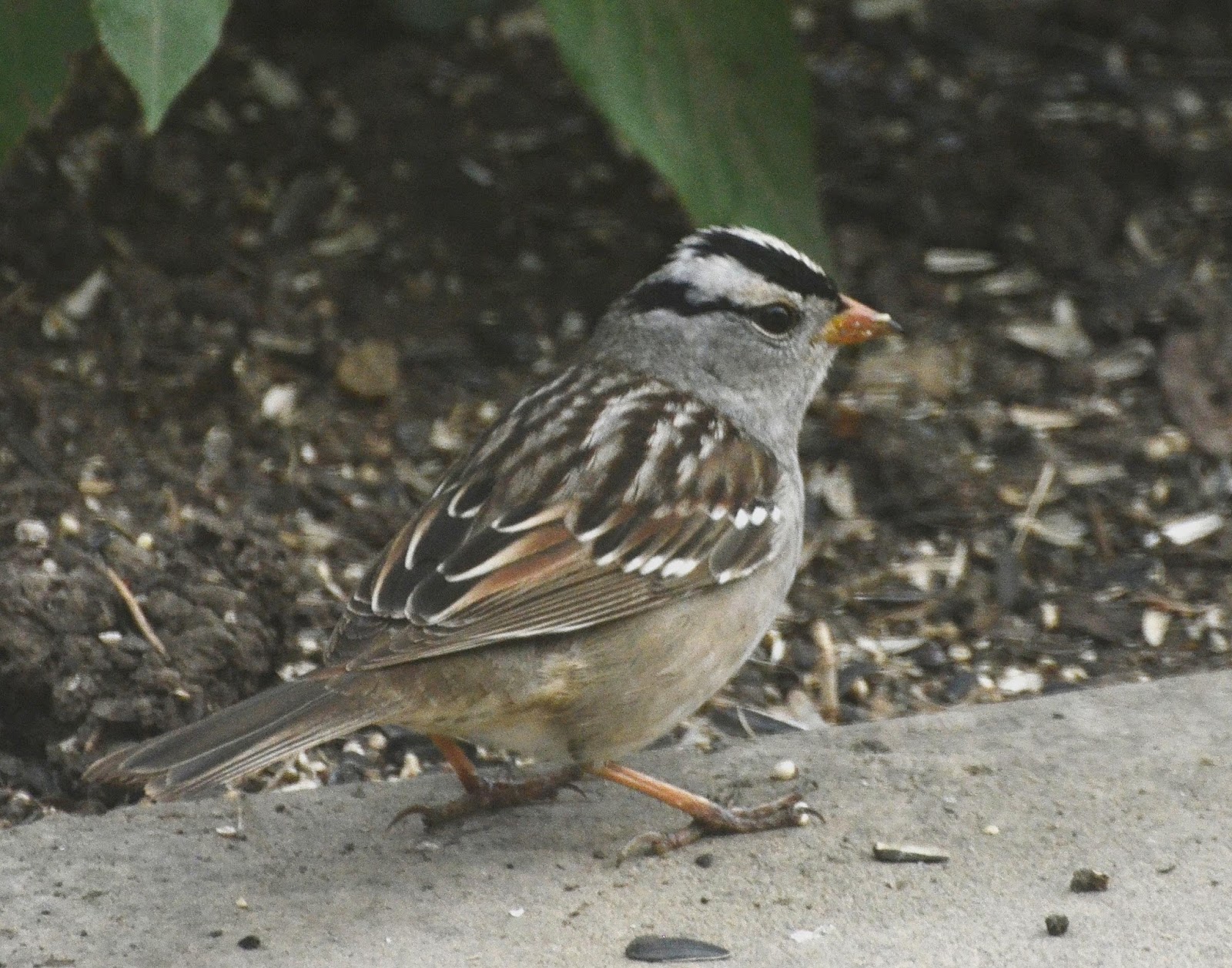 Oregon Backyard Birds, etc.: Spring Visitor
