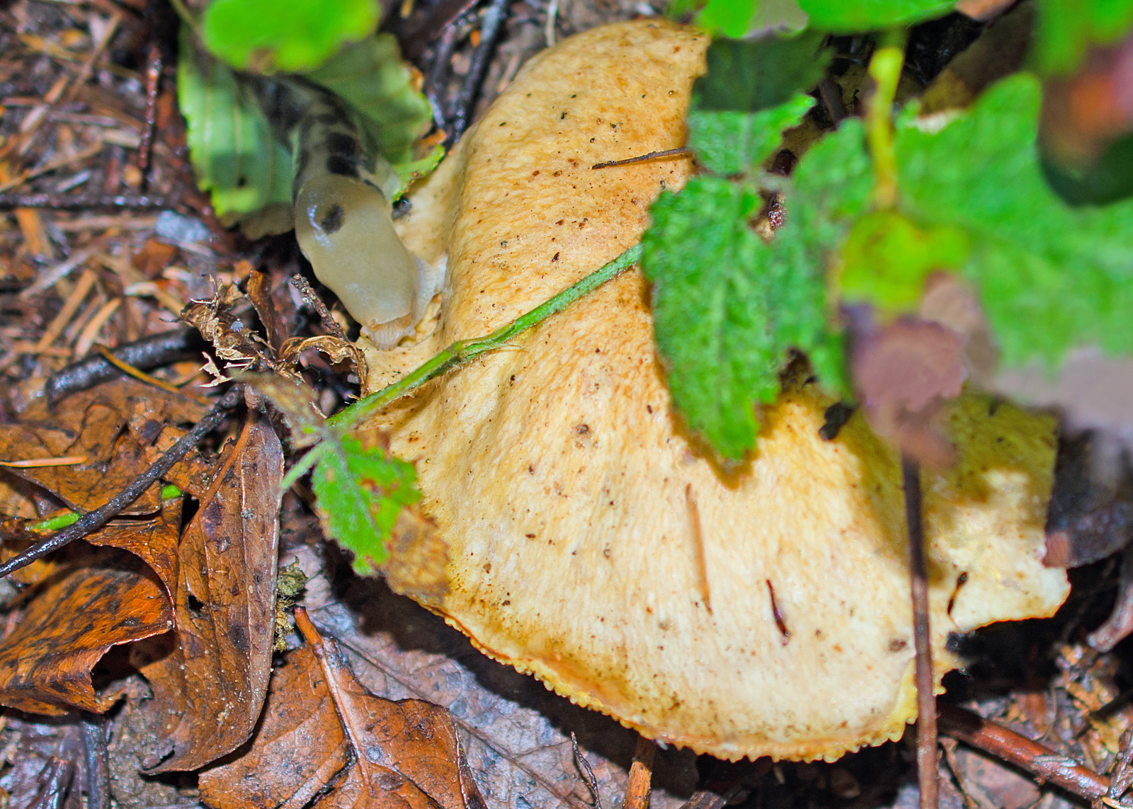 Wanderin' Weeta (With Waterfowl and Weeds): The competition. And a ...