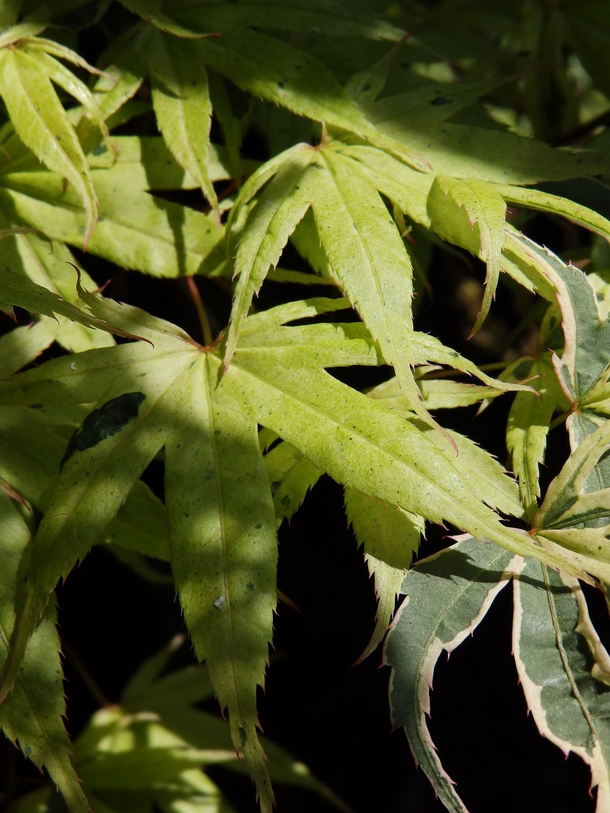 Japanese Maple Trees: ACER PALMATUM SHIRAZZ