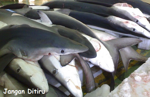 Nih Mencar Ilmu Perihal Hiu Biru Atau Blue Shark - Luas Laut