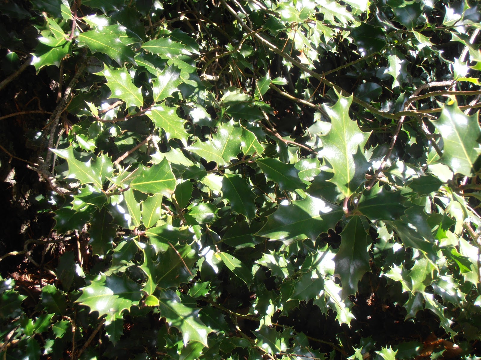 Entre plantas y bichos: Ilex aquifolium (Acebo)