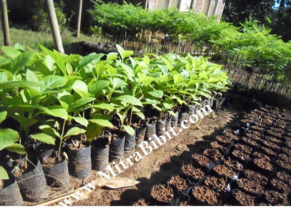 www.MitraBibit.com: Foto Bibit Jati