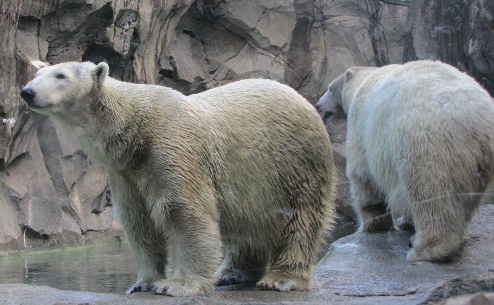 My Polar Bear Friends and Friends of Polar Bears: The Three Bears of ...