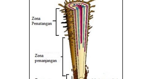 Gambar Penampang Melintang Akar Tumbuhan Dikotil Dan Monokotil - Gambar ...