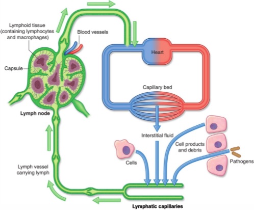 Lymphatic System Flow Diagram