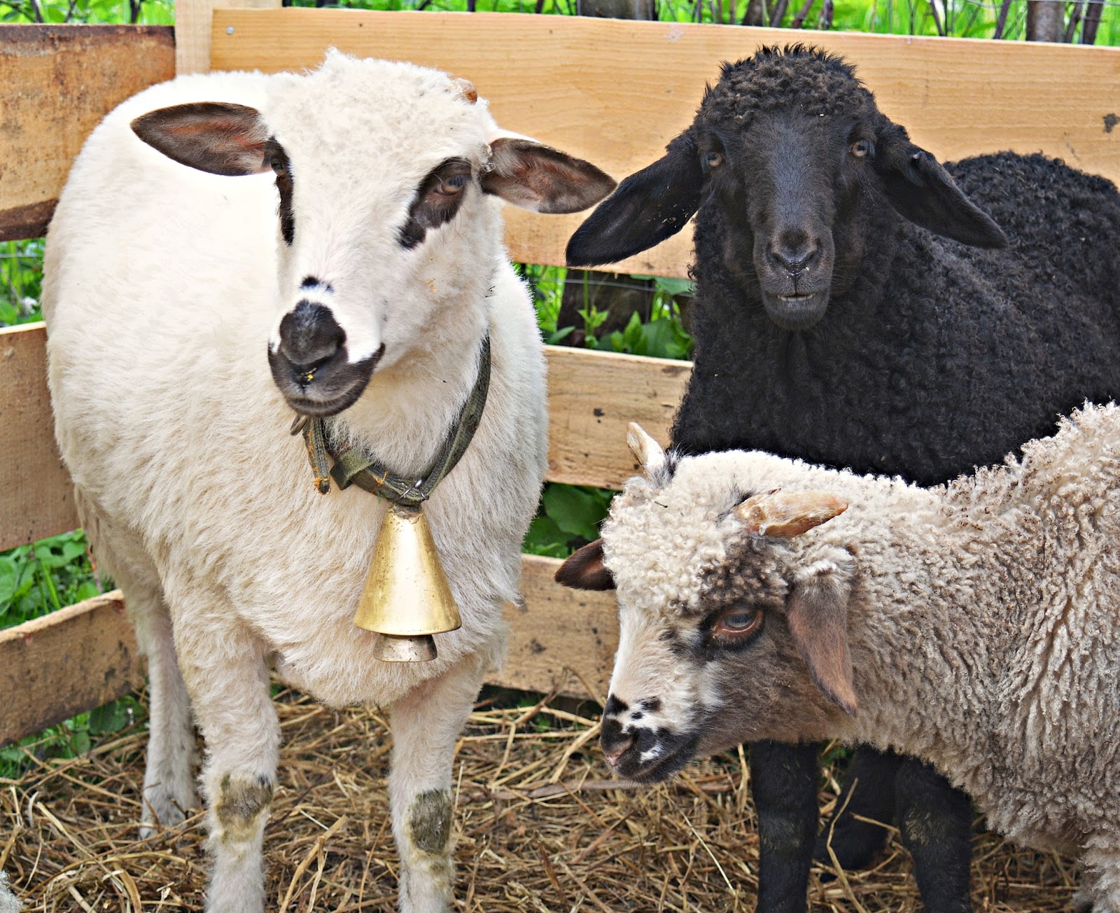 Song of Colours: Separate the Sheep from the Goats