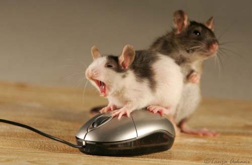 All Funny,Cute,Cool and Amazing Animals: Funny mouse Images and ...