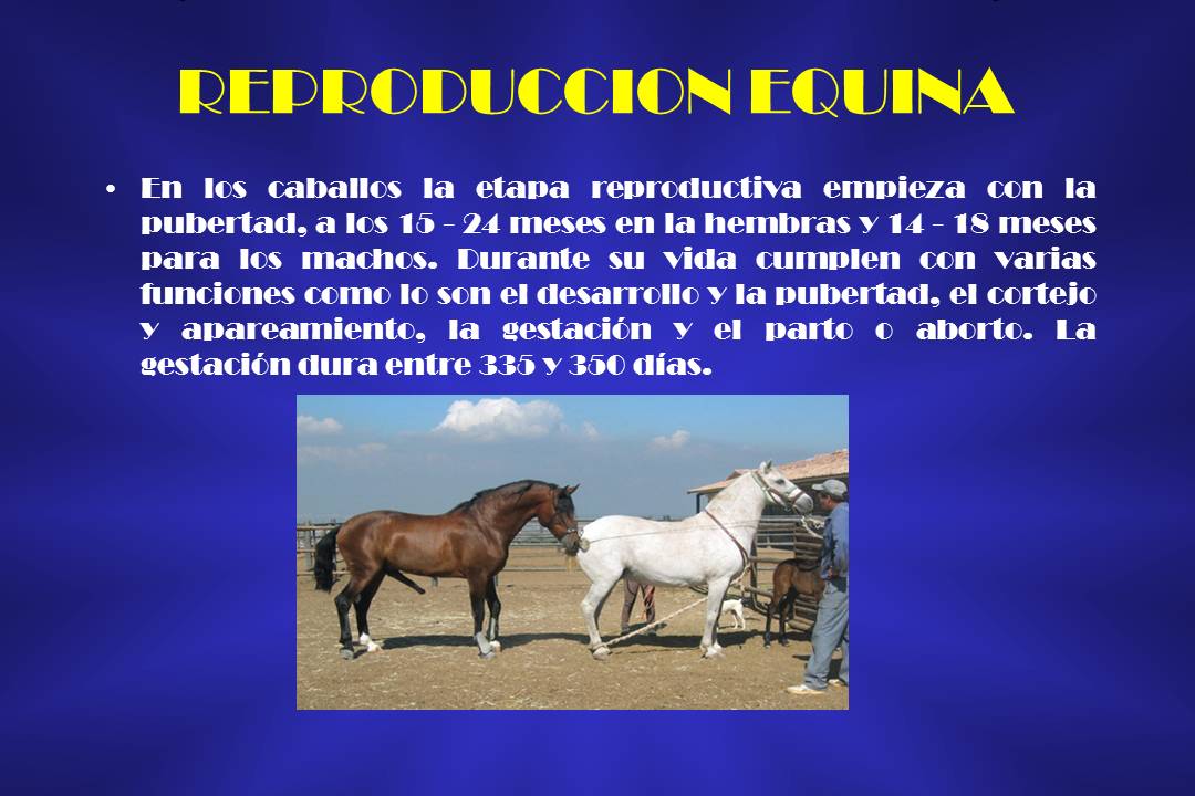 entrando a los establos : Reproduccion equina