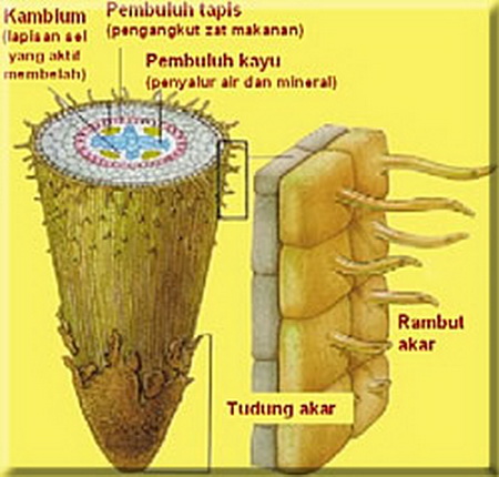 BOLEH ASYIK: Inilah Keajaiban Akar Tumbuhan