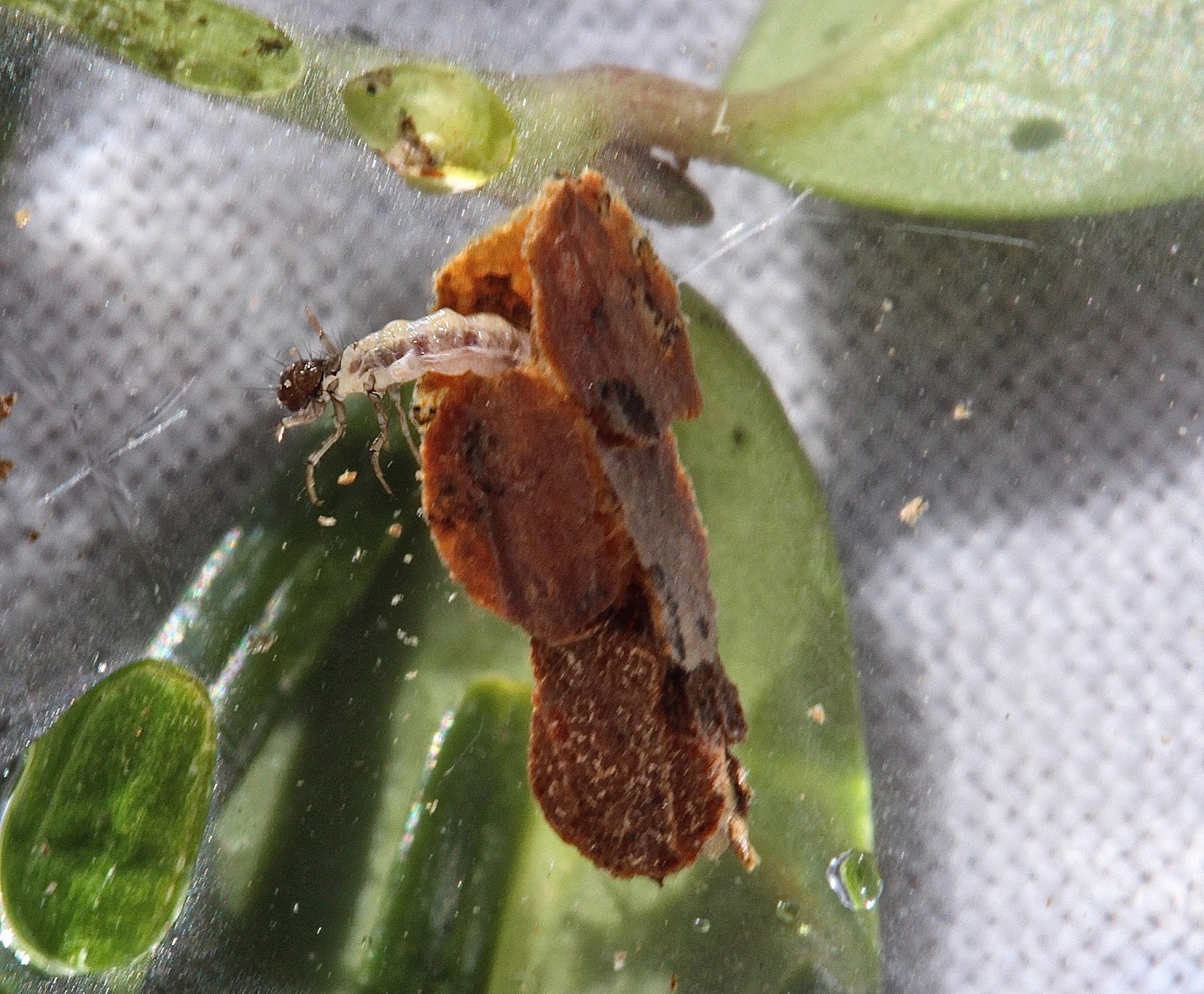 Aquatic Insects of Central Virginia: The "ventral apotome" and genus ID ...