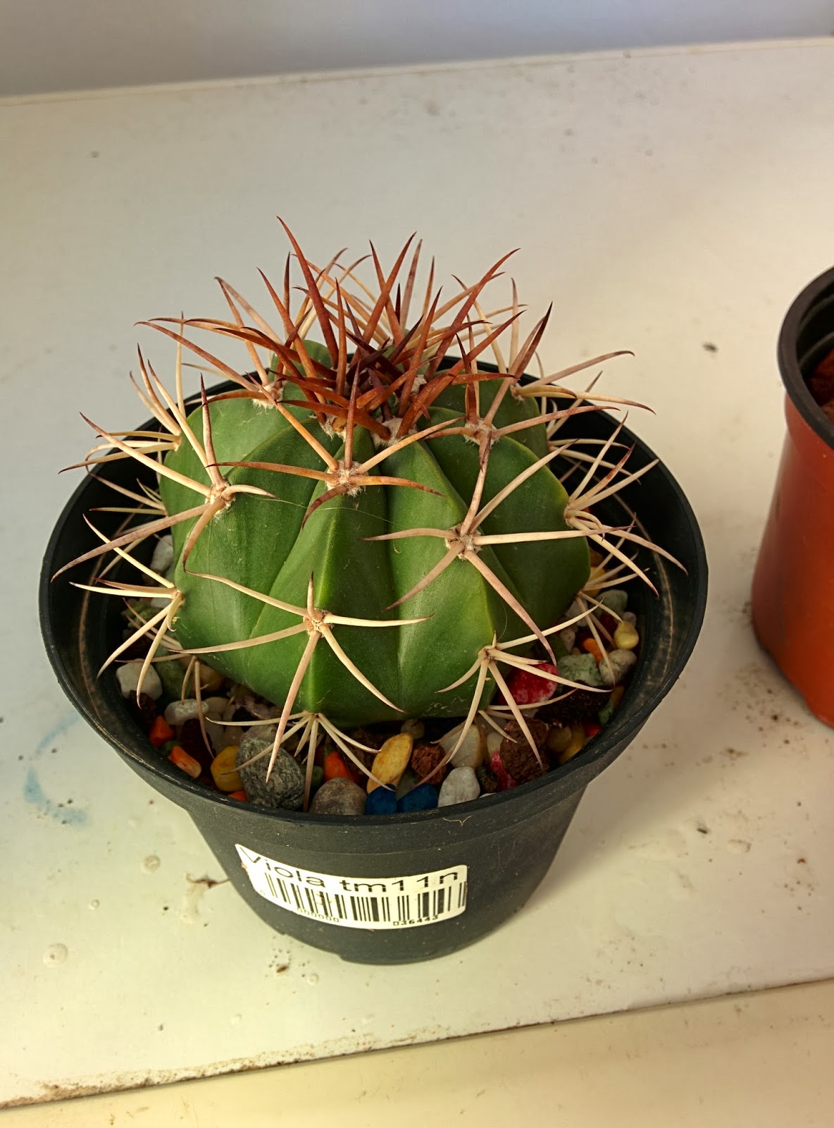Melocactus Bahiensis : Cactus y Suculentas de Amanecer