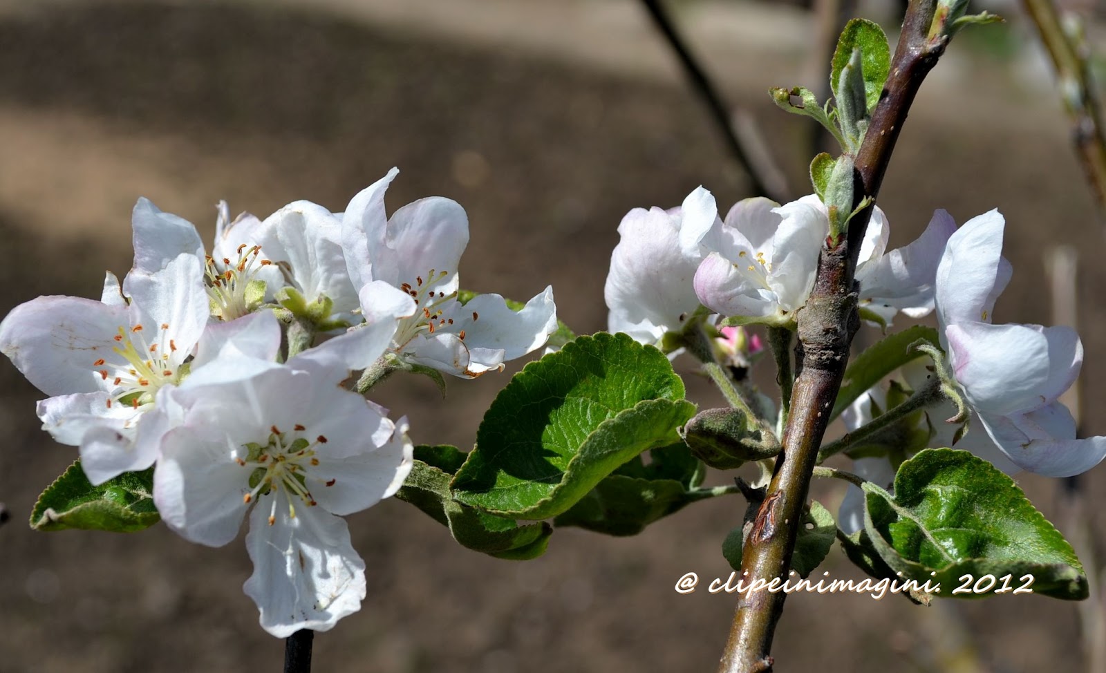 CLIPE IN IMAGINI: Flori de mar