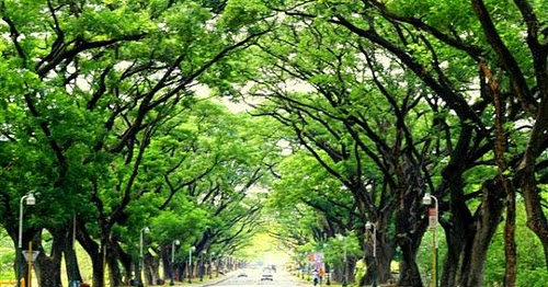 Canopy of Trees
