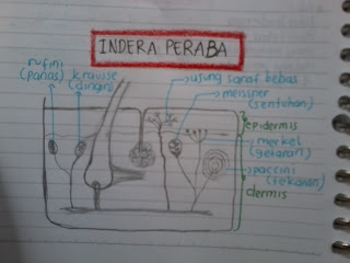 What's In My Mind?: ALAT INDERA