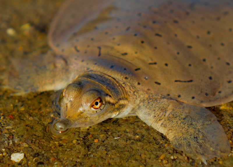 Red and the Peanut: More Midland Smooth Softshell turtle photos...